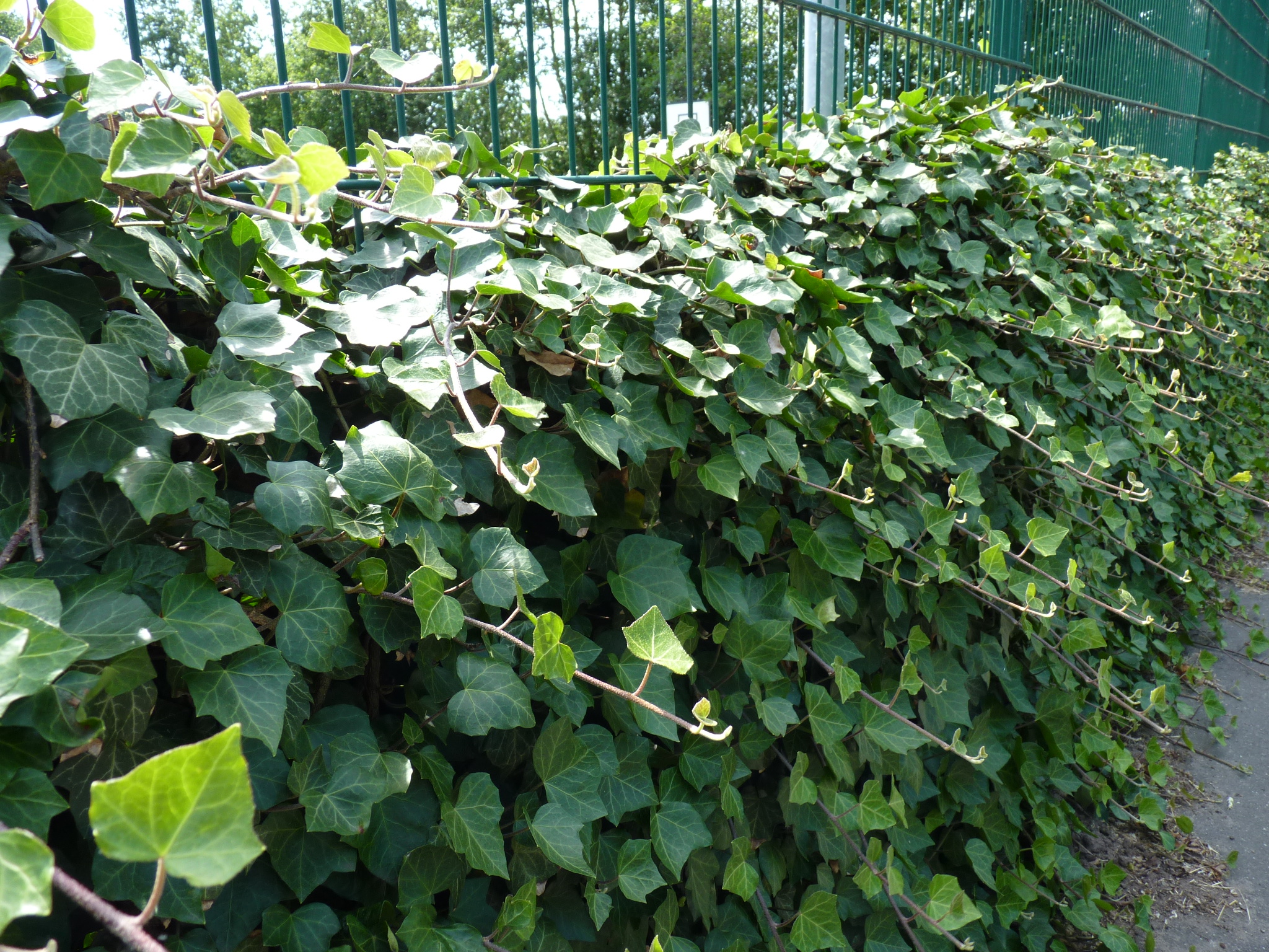 Bodendeckerpflanzen online kaufen | Efeu, 'Hedera Helix' im P9 Topf ...